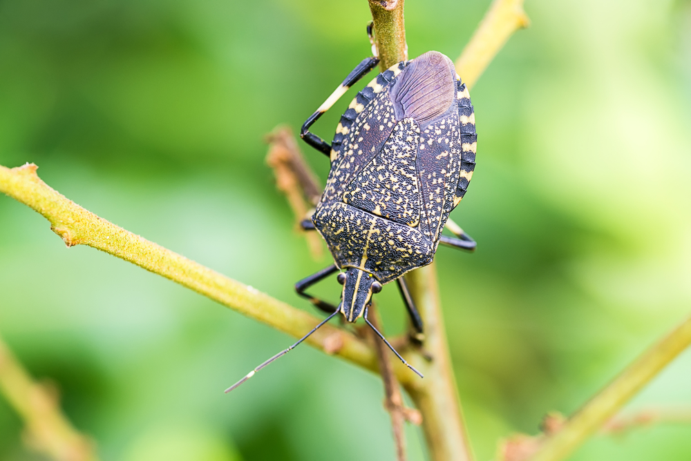 Italy to deploy a ‘samurai’ army against diehard stink bug | Euractiv