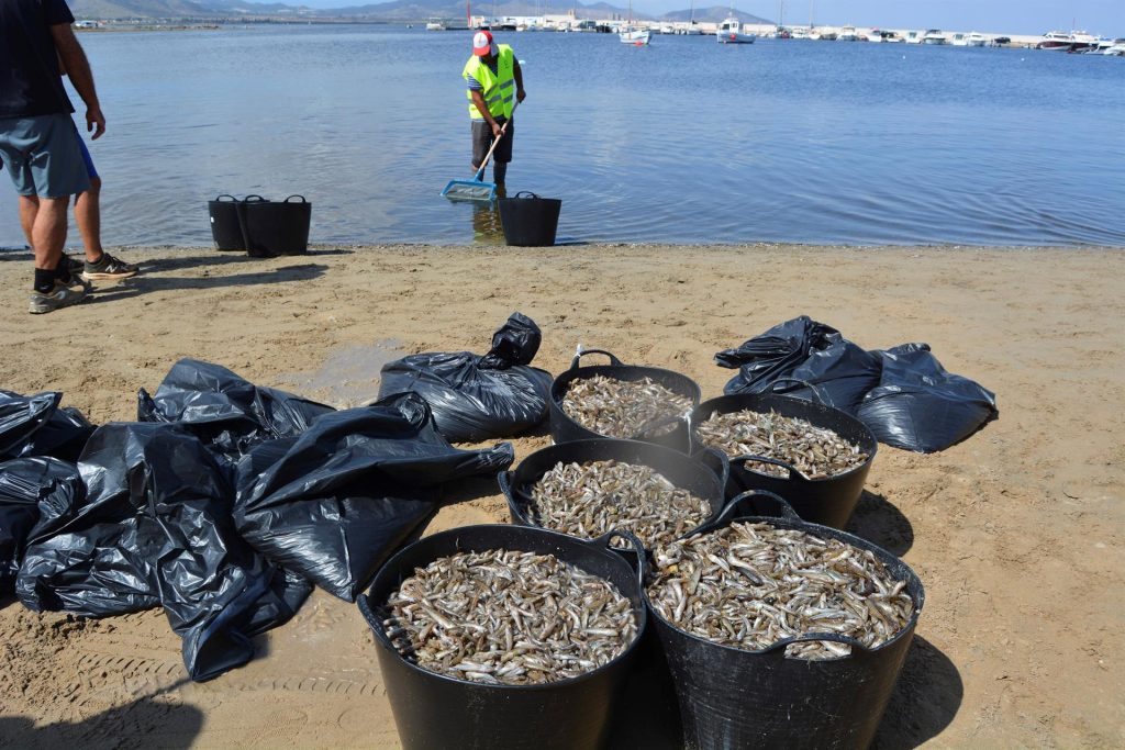 Tons of dead fish wash up on Spain’s Mar Menor shores | Euractiv