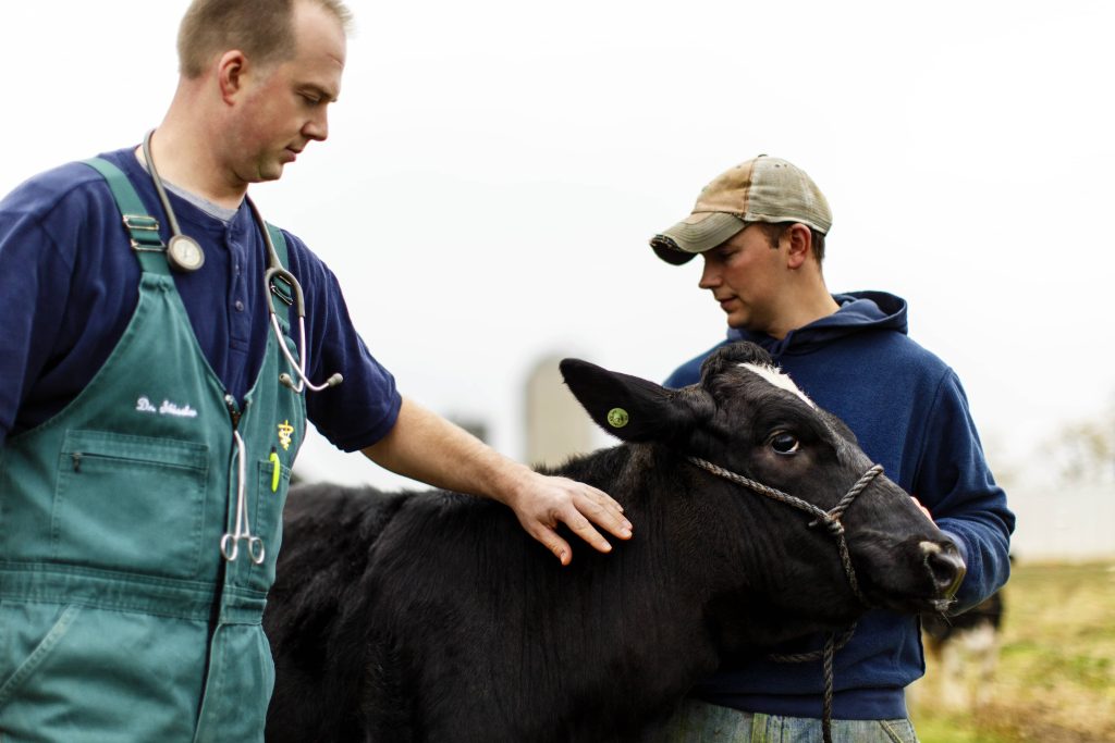 Innovation in animal health as a key contributor to the EU’s ...