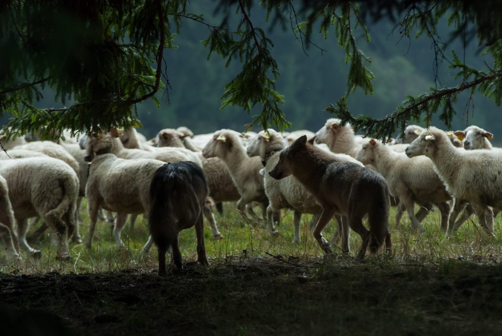 EU farmers huff and puff over return of the 'big bad' wolf | Euractiv