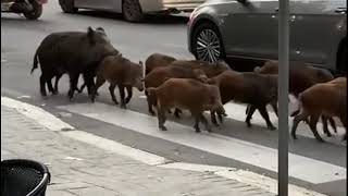 Italy eases hunting rules to fight wild boar 'invasion' | Euractiv
