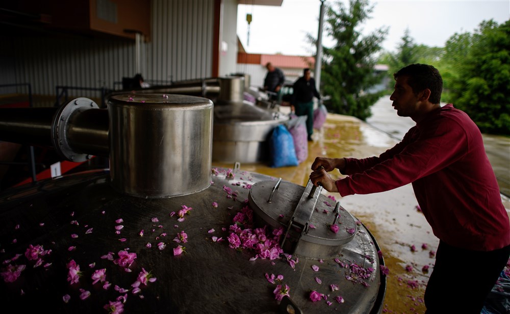 Bulgarian politicians mobilise to defend rose oil against Brussels ...