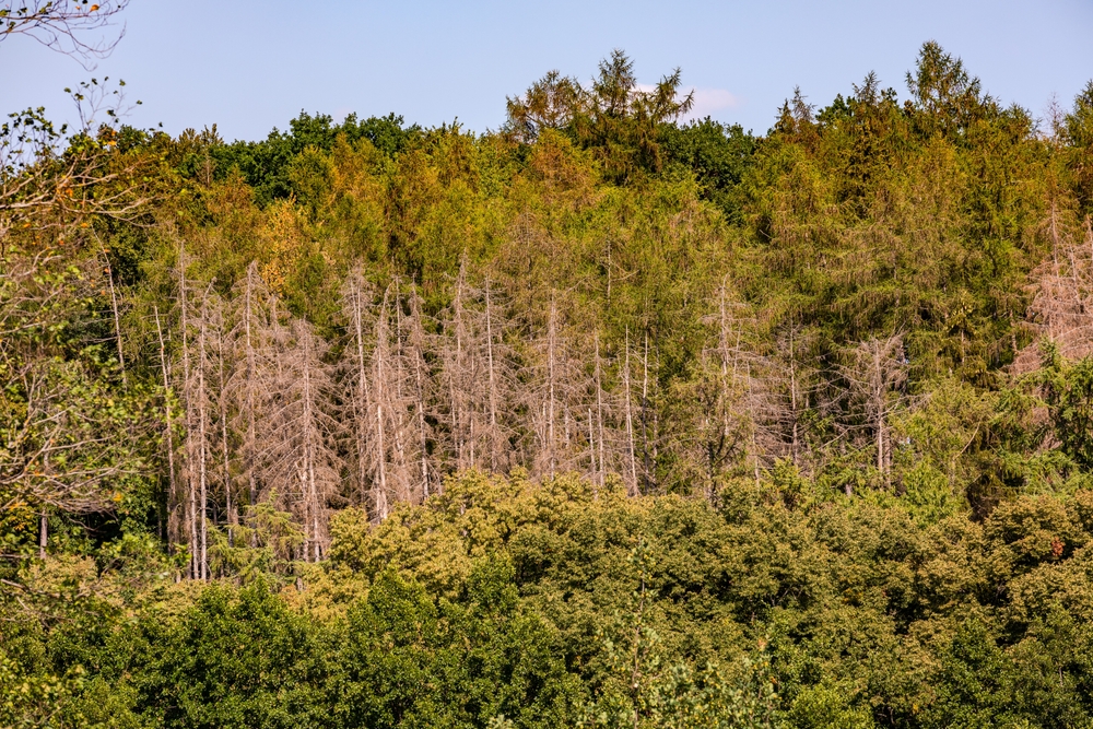 Four in five German trees are ‘sick’ | Euractiv