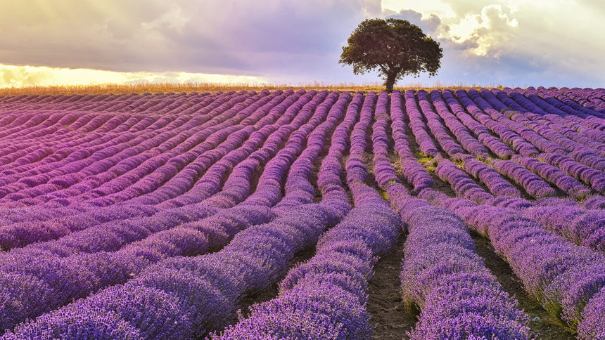 Squeezed out: Bulgaria lavender oil makers fear EU laws | Euractiv