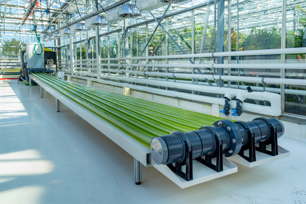 Europe's algae market expanding, driven by product innovation, climate ...
