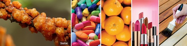 Showcasing the Excellence of SHEFEXIL Products from India: A true ...