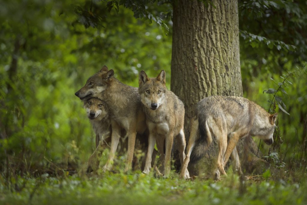Downgrading wolf protection is slippery slope for EU nature laws, says ...
