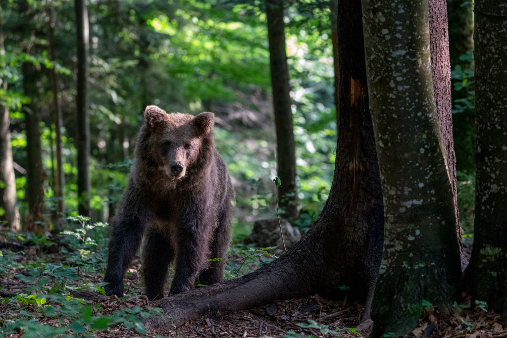 Slovakia reports 17 bear deaths so far this year, hopes for more | Euractiv