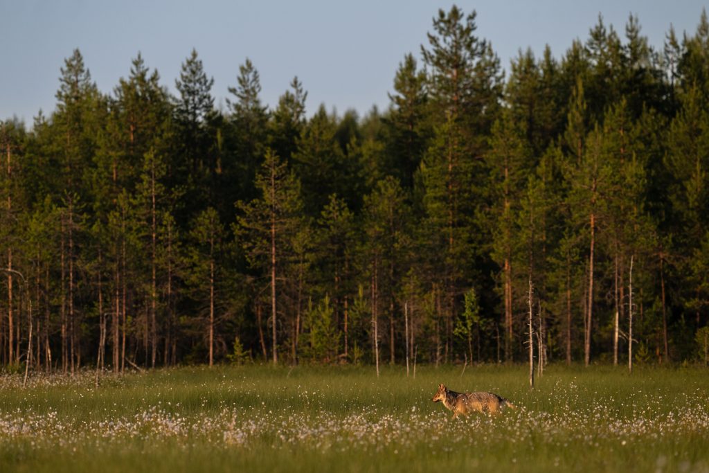 EPP not planning to use wolf vote to target more environment rules ...