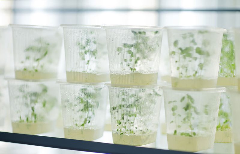 EU gene-editing push meets thorny wine market rules | Euractiv