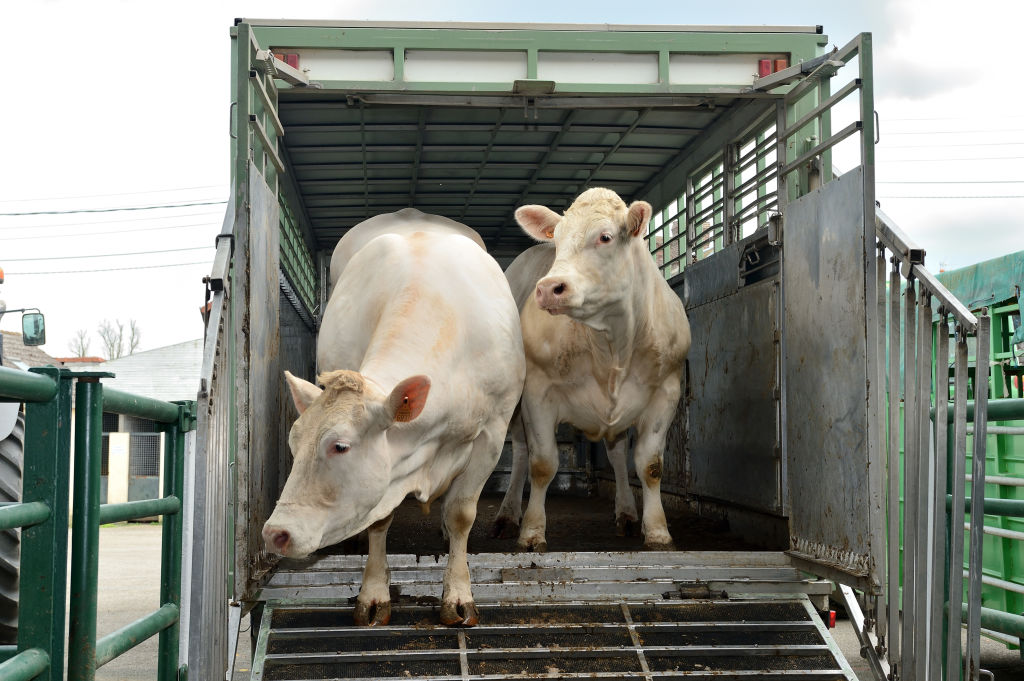 Animal transport talks back on track with new timeline | Euractiv