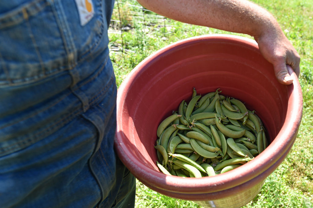 EXCLUSIVE: Commission mulls food, feed and fuel protein strategy | Euractiv