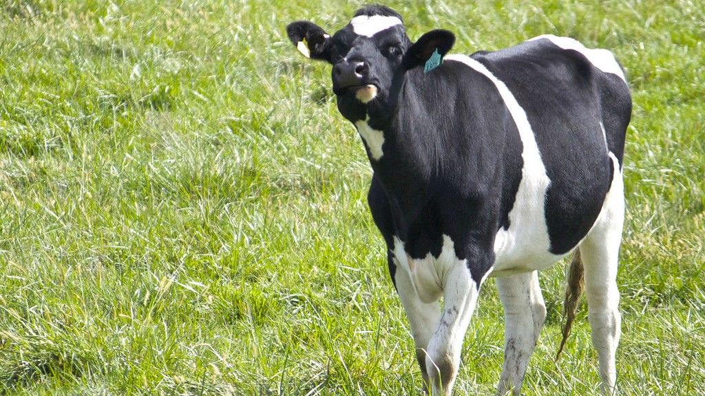 Mad Cows