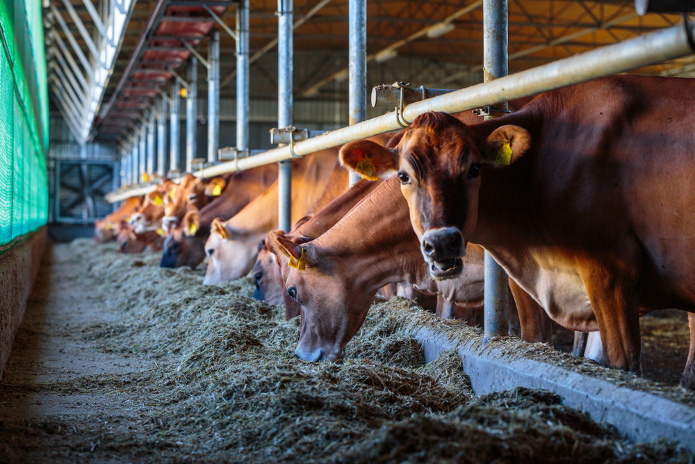 EU livestock sector hits back at criticism on animal farming | Euractiv