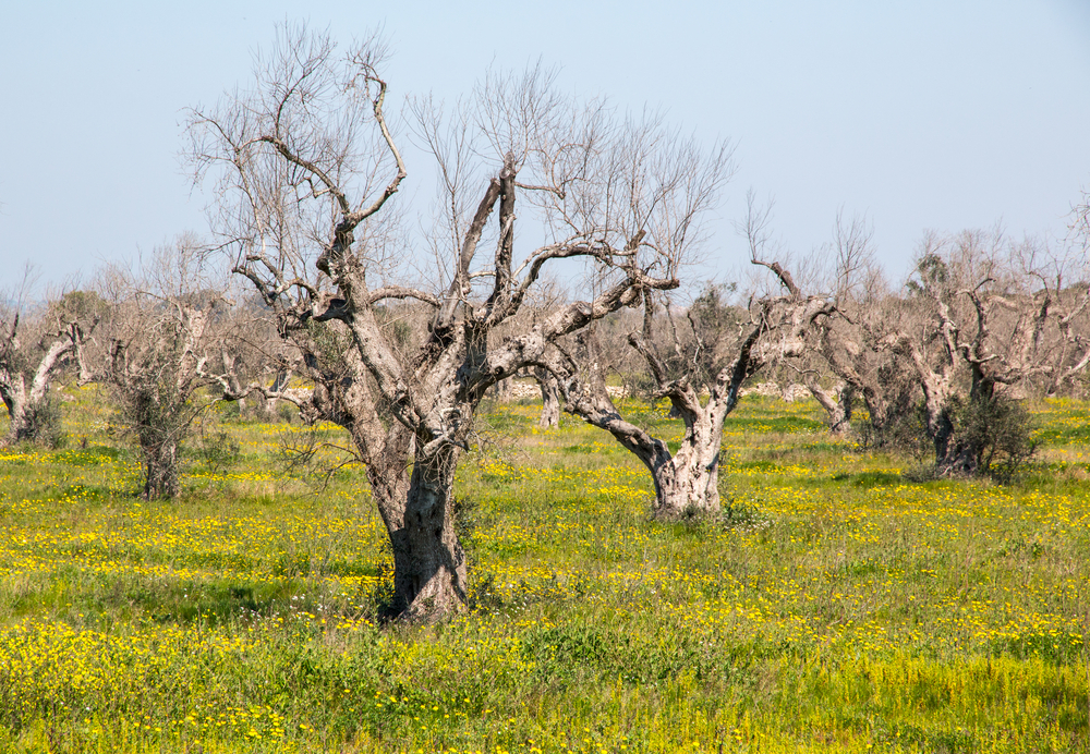 New scientific research offers hope for overcoming olive tree killer ...