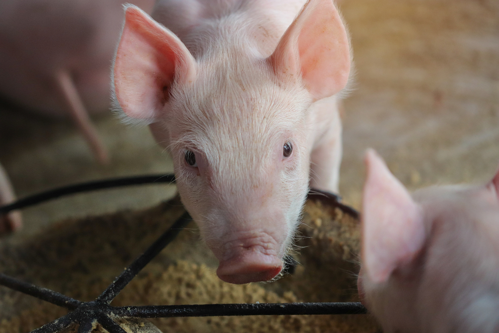 Insects on the menu for pigs, poultry after EU approval | Euractiv