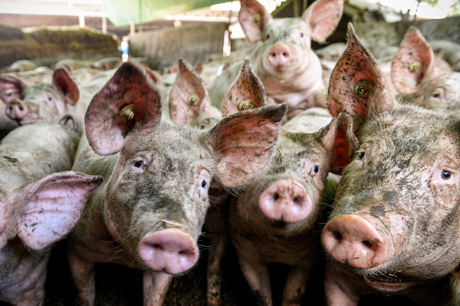 EU countries urge Commission to aid crisis-stricken pig meat sector ...