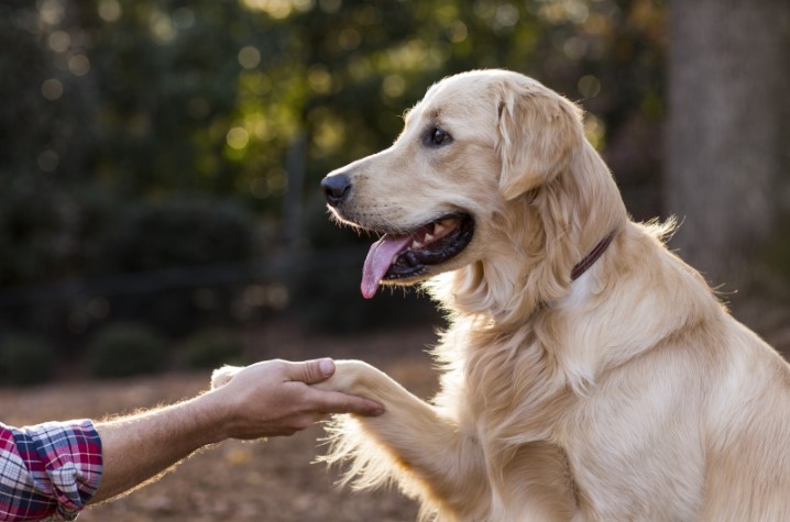 The importance of healthy animals for the wellbeing of pet owners ...