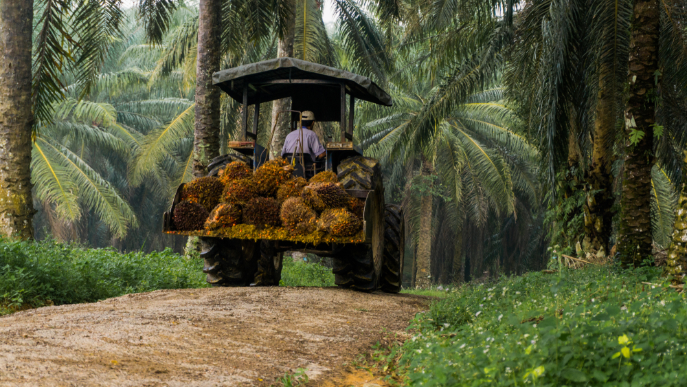 New EU forced labour rules to crack down on exploitation in agri-food ...