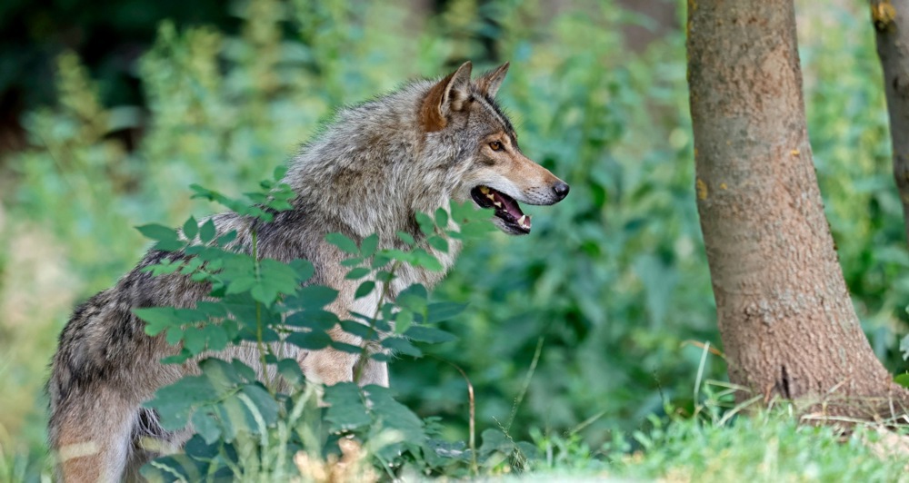 Explaining Europe's campaign to roll back the protection of wolves ...