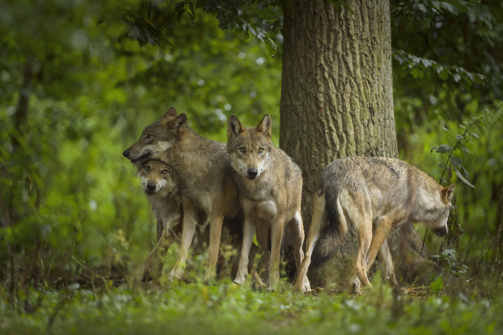 Bern Committee votes to lower protection status of wolves | Euractiv