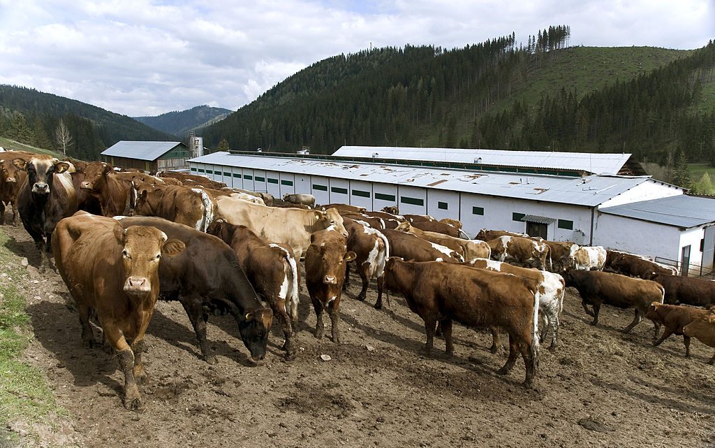 Foot-and-mouth disease detected in Slovakia | Euractiv