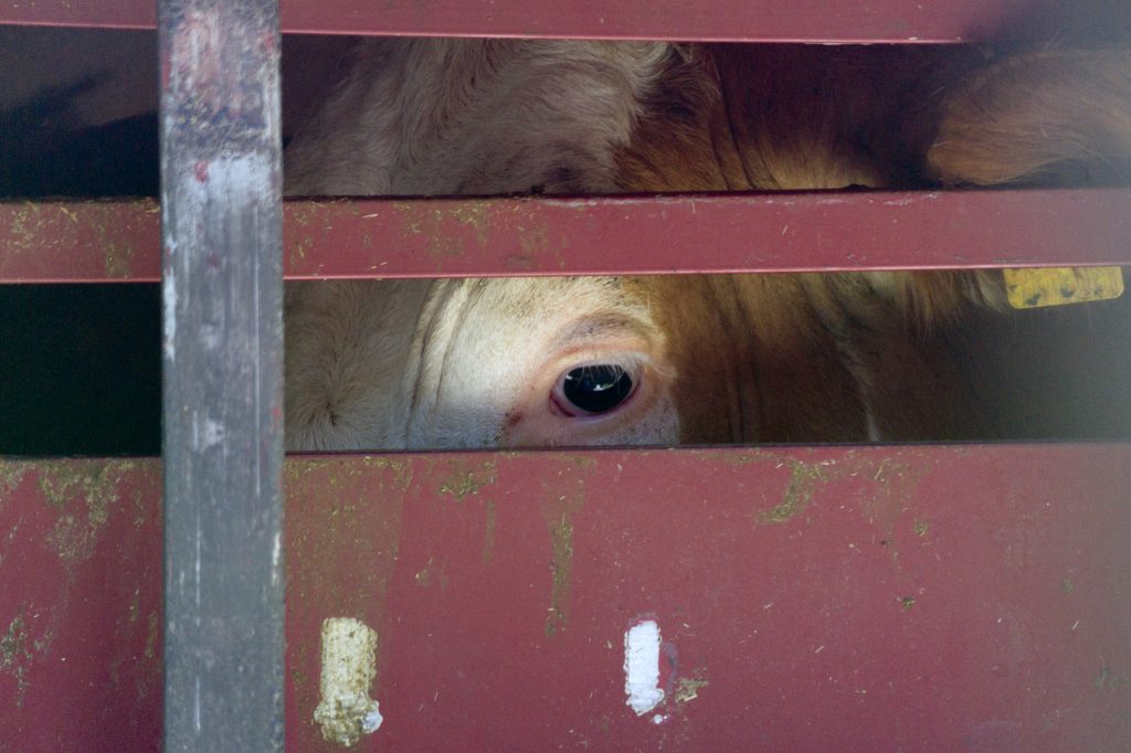 MEPs clash over animal transport regulation, could reject proposal ...