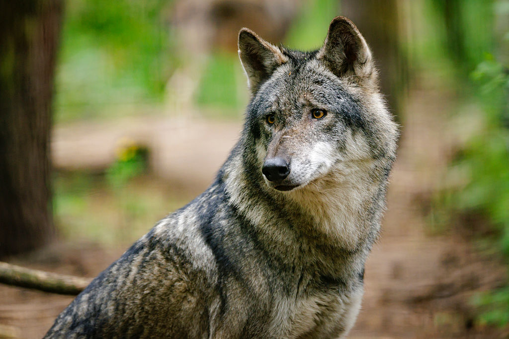 EU parliament adopts final decision to relax wolf protection, sparking ...